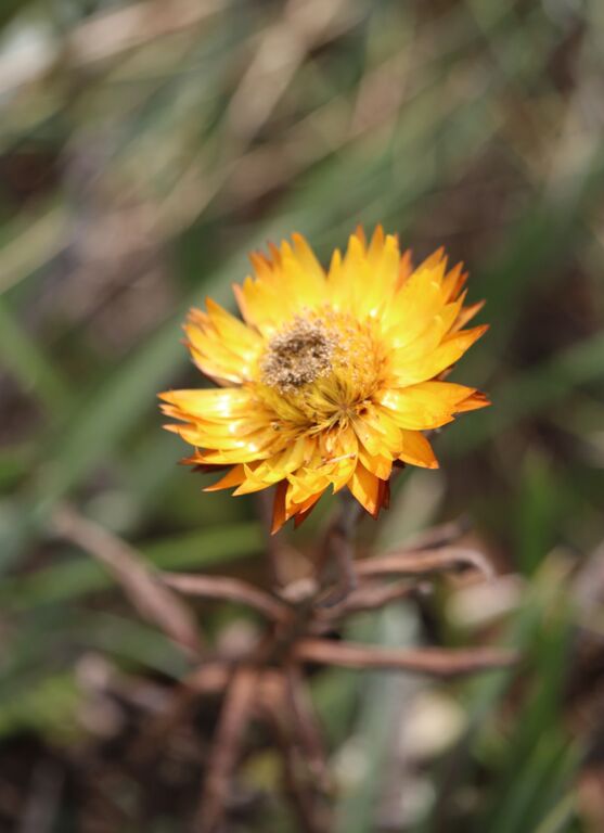 Victorian Alps Highlights - Victoria - 4 Days, Australia | Activities ...