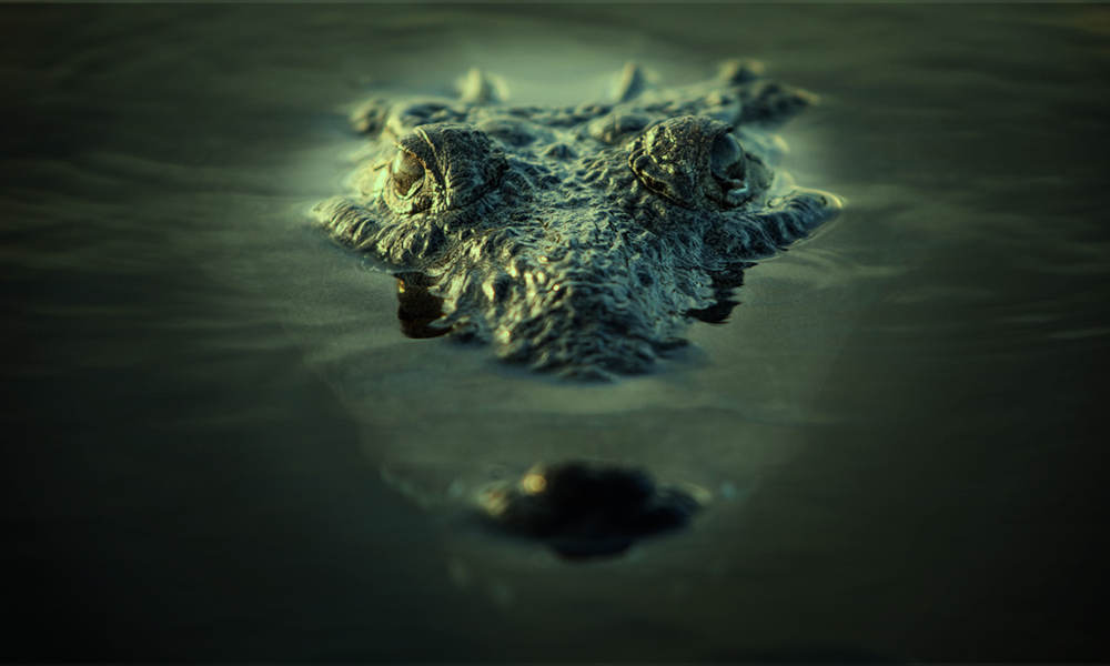 Go Troppo Port Douglas and Mossman Gorge Tour, Australia | Activities ...