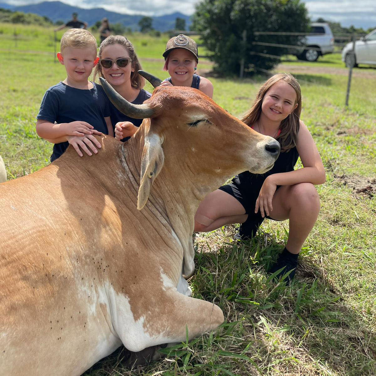 Private Cow Cuddling Session (1-6 people), Australia | Activities in ...