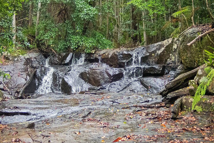 Bellthorpe Rainforest Private Tour, Australia | Activities in Australia