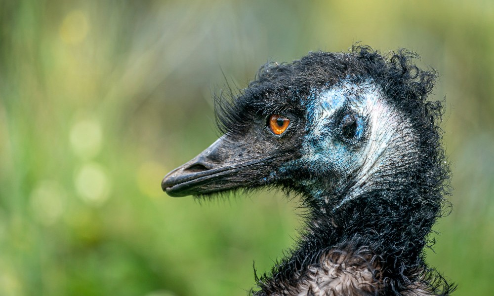 Otways Wildlife Sanctuary Dusk Discovery Tour - 2 Hours, Australia | Activities in Australia