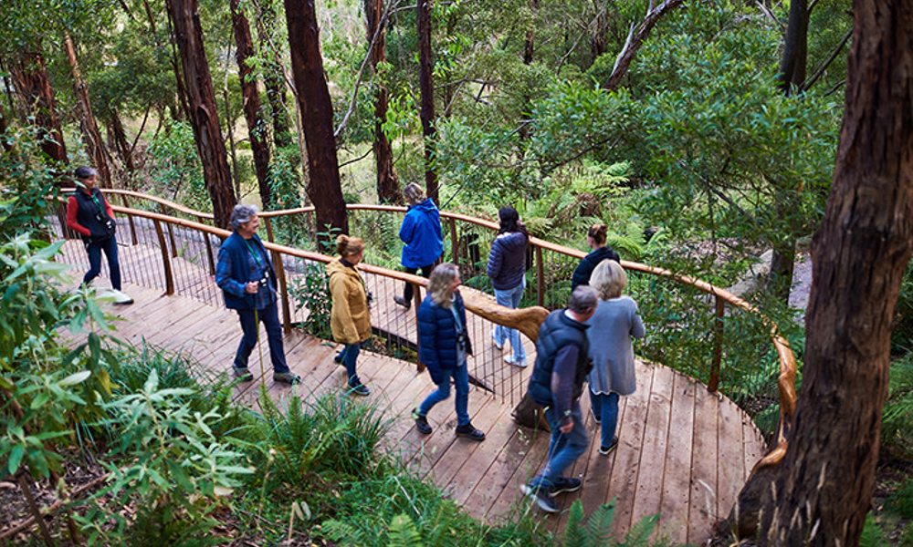 Otways Wildlife Sanctuary Dusk Discovery Tour - 2 Hours, Australia ...