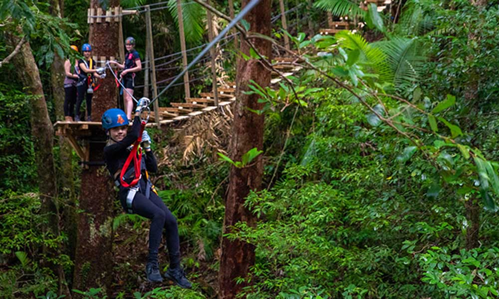 Daintree Rainforest Tour with Ziplining Adventure, Australia ...