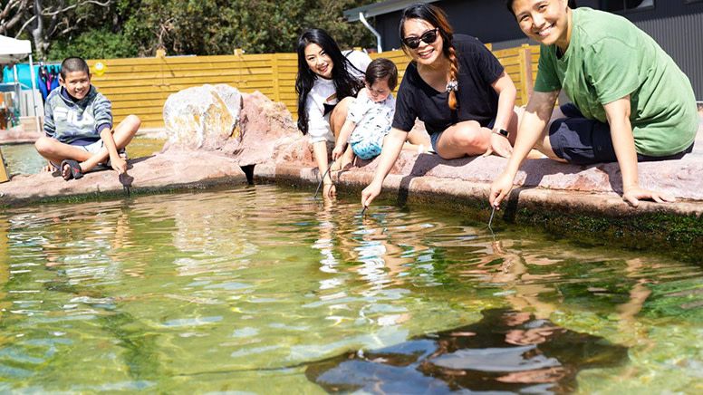 Stingray Cuddles and Shallow Water Experience, Australia | Activities ...