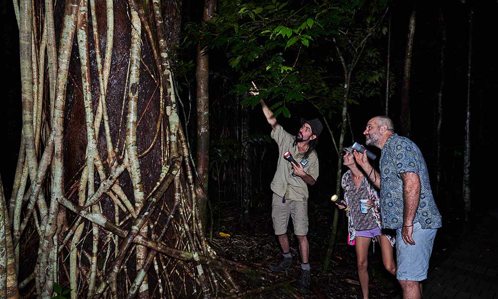 Daintree Rainforest Night Walk Tour, Australia | Activities in Australia
