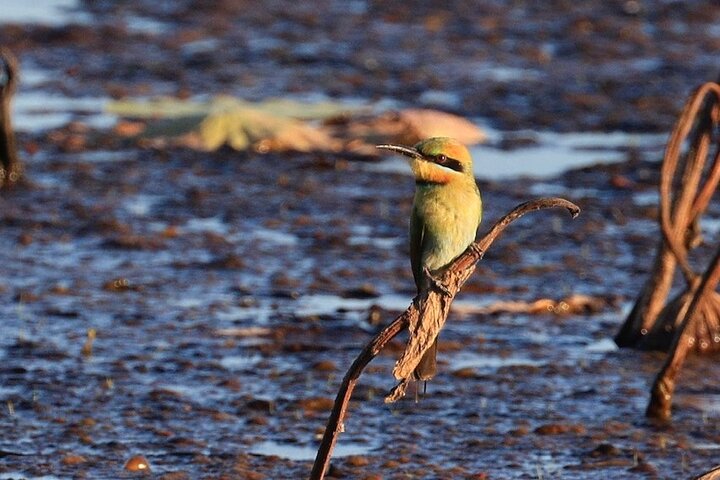 Darwin: Evening tour to Fogg Dam Wetlands and Humpty Doo Hotel ...