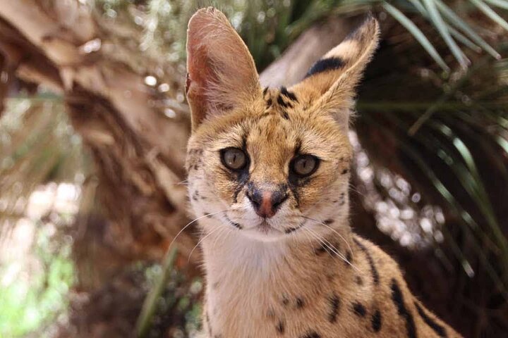 African Cat Experience at Werribee Open Range Zoo - excl. entry ...