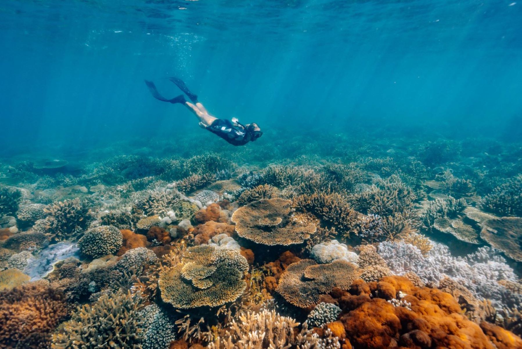 PADI Certified Snorkel Guide Course, Australia | Activities in Australia